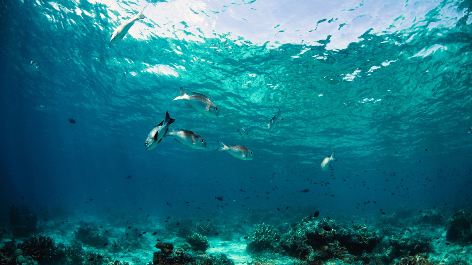 Japan to Set Rules on Undersea Carbon Capture Storage (CCS) - Shulman ...